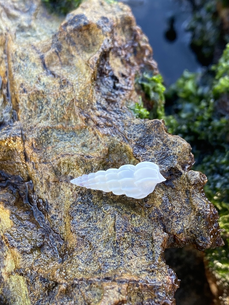 Opalia australis from Tasman Sea, Sandy Beach, NSW, AU on May 25, 2023 at 03:15 PM by Stefano ...