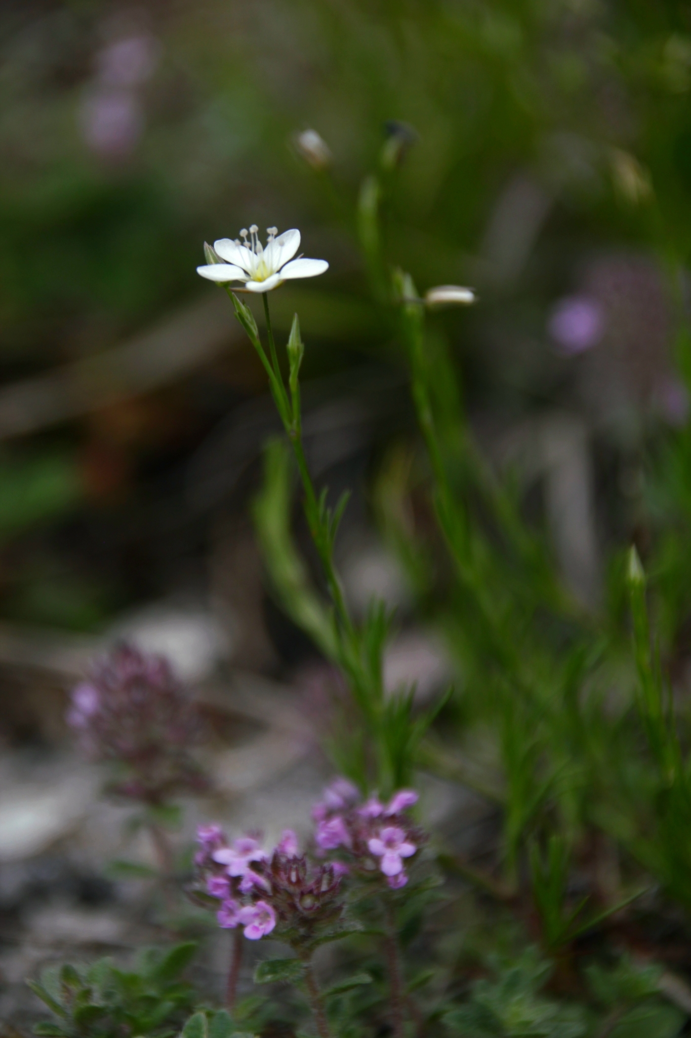 Minuartia setacea (Thuill.) Hayek
