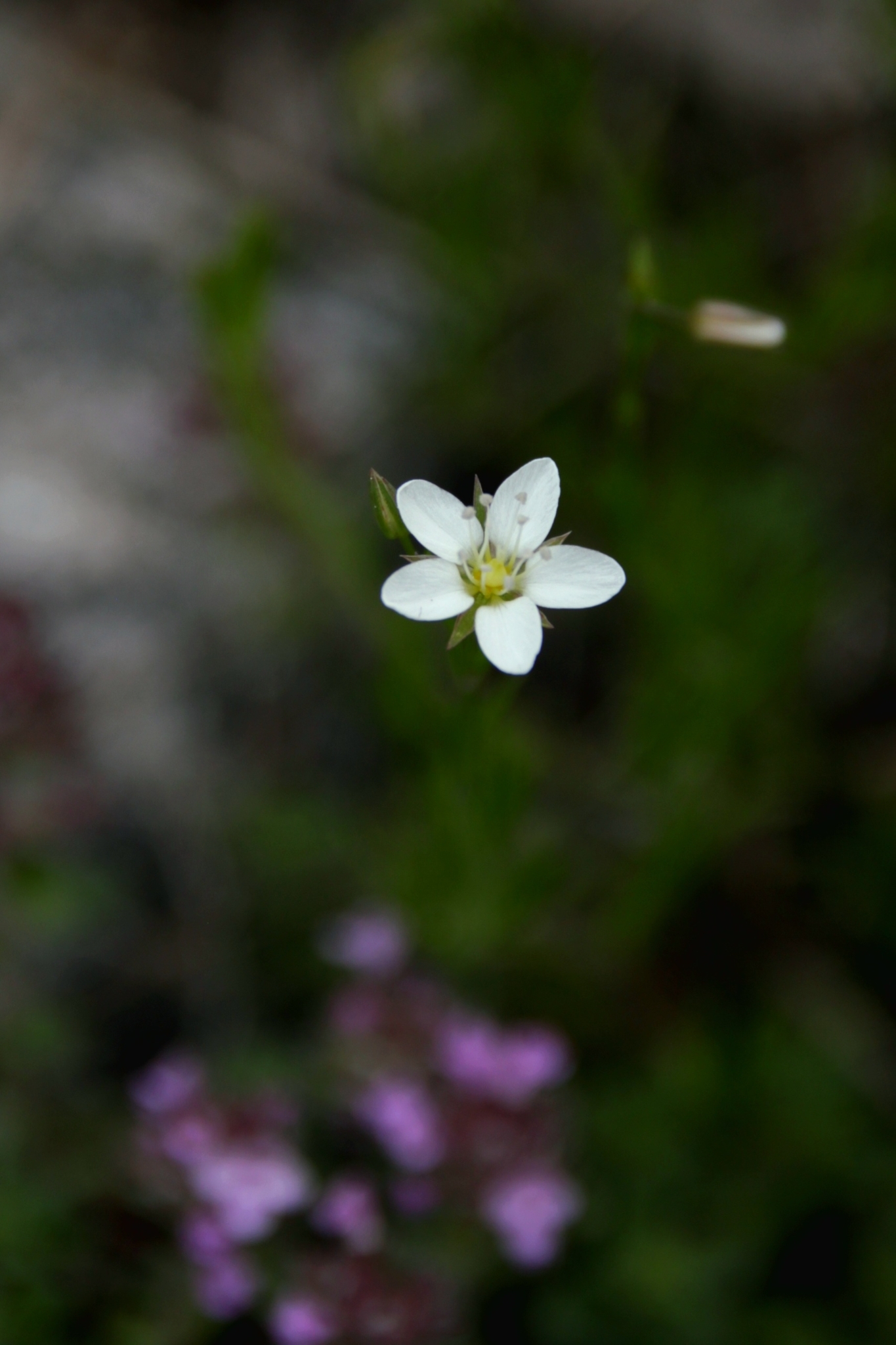 Minuartia setacea (Thuill.) Hayek