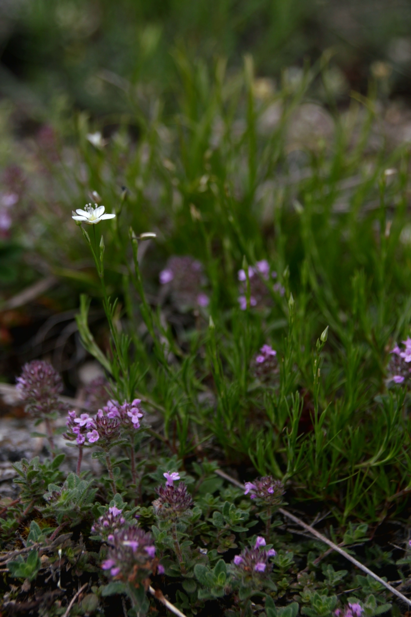 Minuartia setacea (Thuill.) Hayek