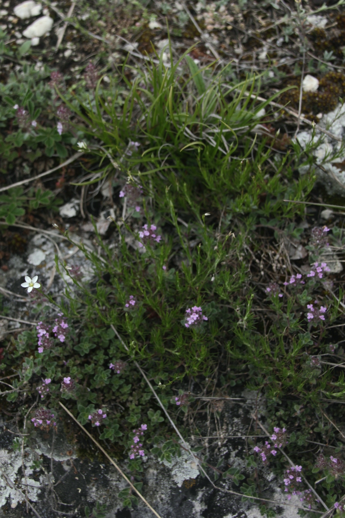Minuartia setacea (Thuill.) Hayek