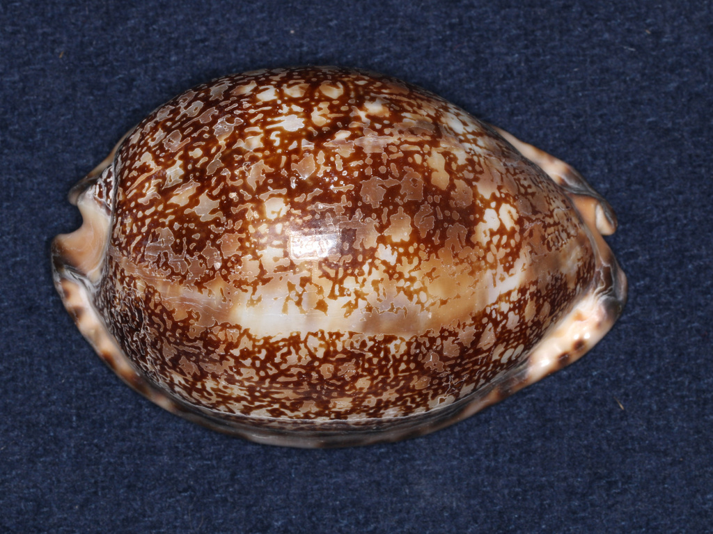 African Arabic Cowry from Mission Rocks Beach, uMkhanyakude District ...