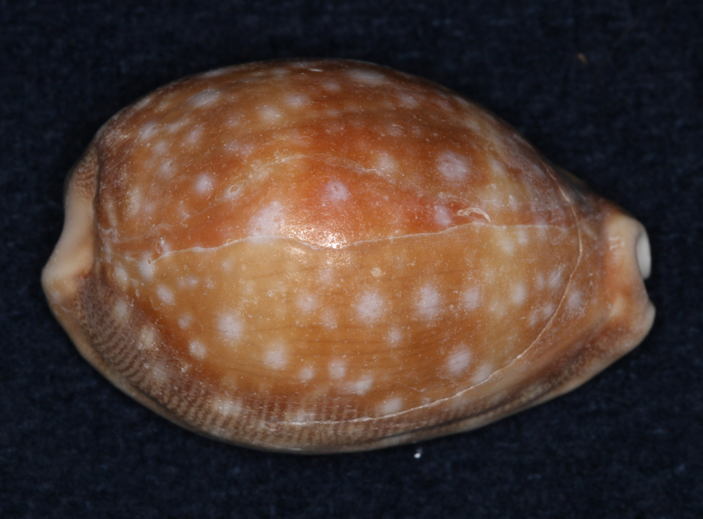 Calf Cowry from Mission Rocks Beach, uMkhanyakude District Municipality ...