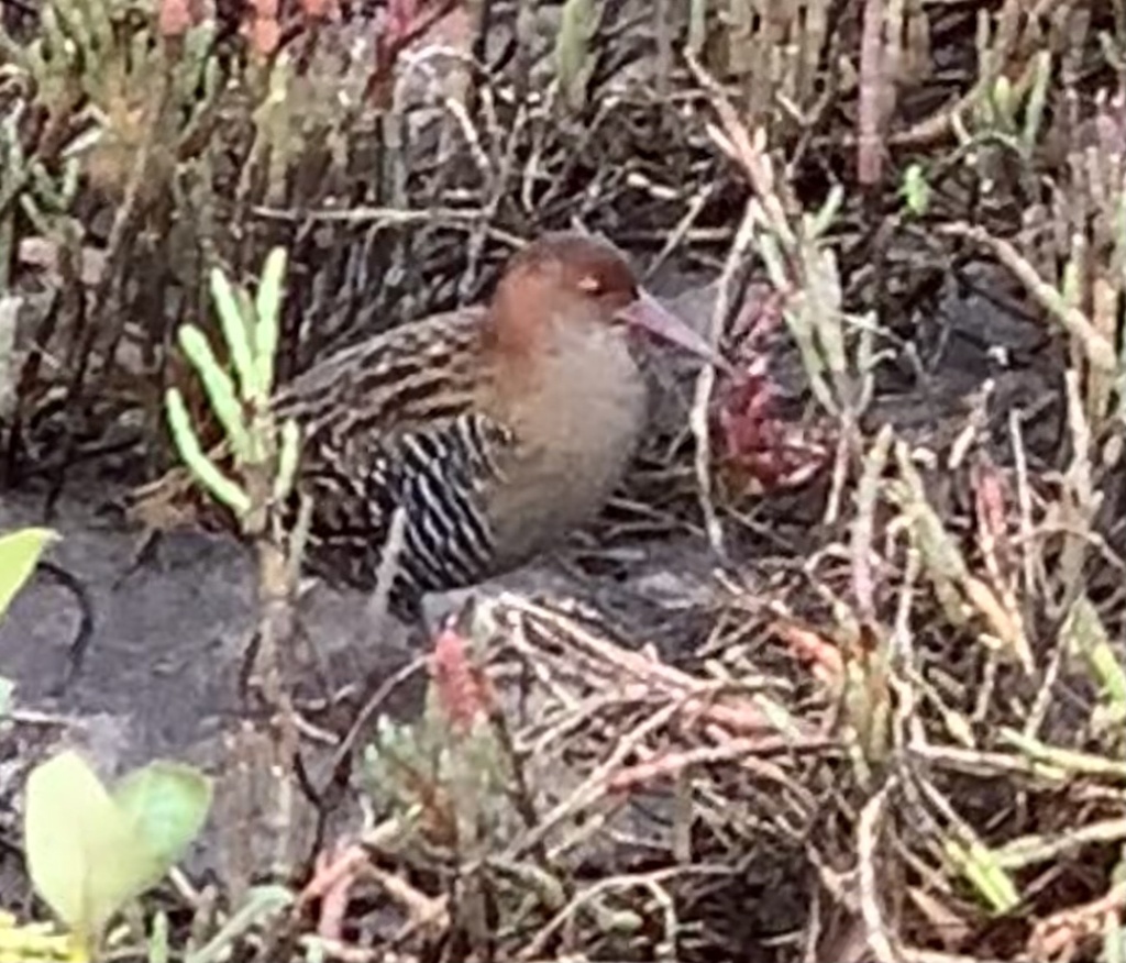 Lewin's Rail from Merimbula Boardwalk, Merimbula, NSW, AU on May 25 ...