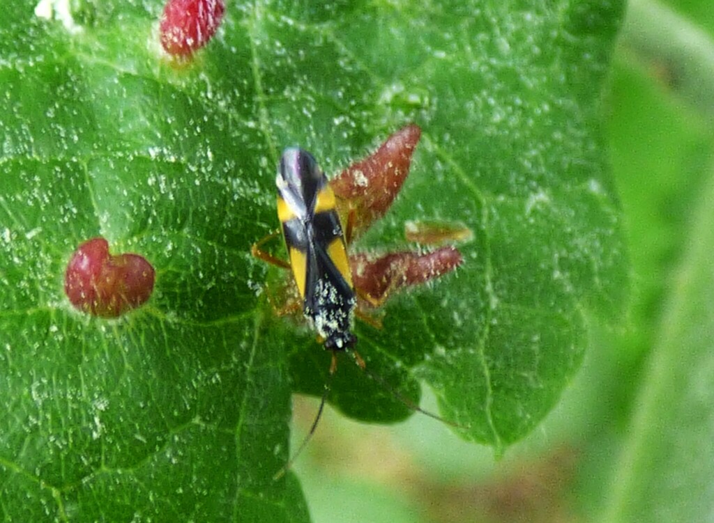 four-spotted plant bug from Hartmannsdorf, 15528 Spreenhagen, Germany ...