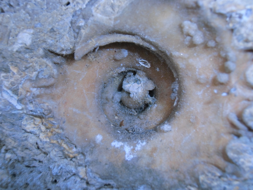 Carrier Shells in February 2017 by Miguel Augusto · iNaturalist