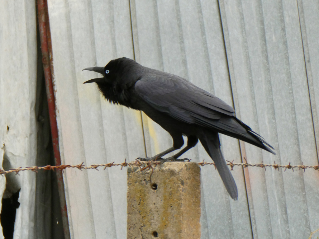 Australian Raven from Deniliquin NSW 2710, Australia on April 15, 2023 ...