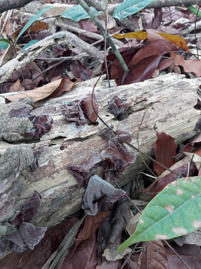 Auricularia heimuer from 筍寮步道 on April 30, 2023 at 11:57 AM by ...