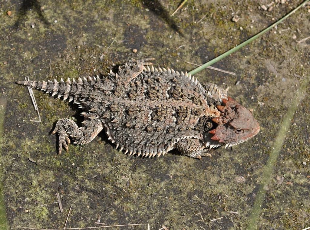 Mountain Horned Lizard from Сан Хосе Теакалько, Тласкала, Мексика on ...