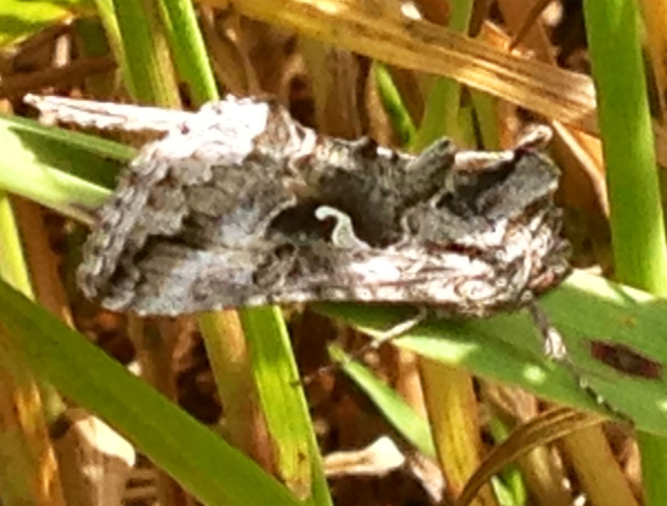 Alfalfa Looper (GFF: A Field Guide to Silicon Valley) · iNaturalist