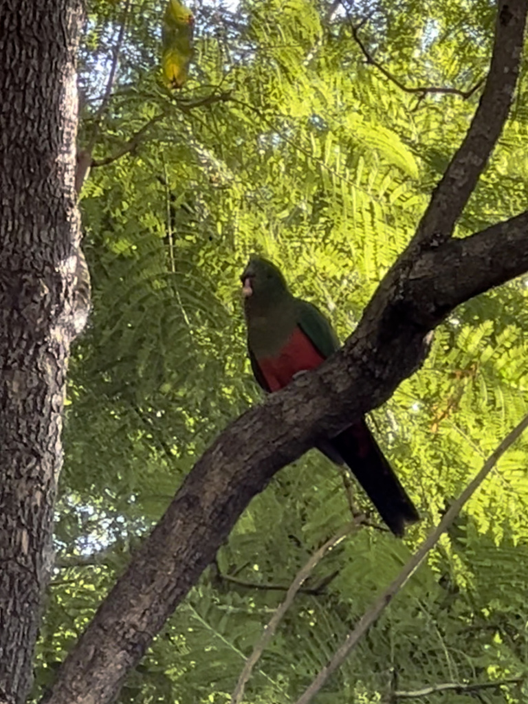 Australian King-Parrot from Crane St, Concord, NSW, AU on May 25, 2023 ...