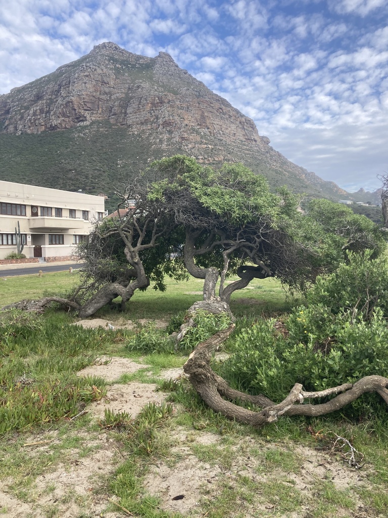 waterbush from Zandvlei Estuary Nature Reserve, Muizenberg, WC, ZA on ...