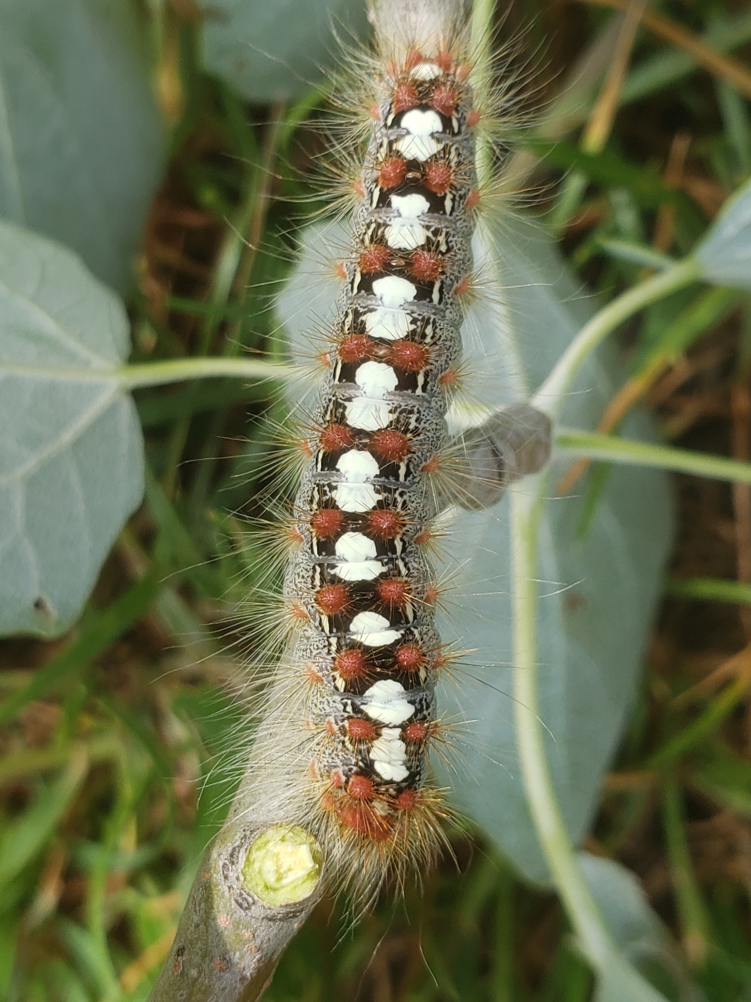 Leucoma salicis Linnaeus, 1758