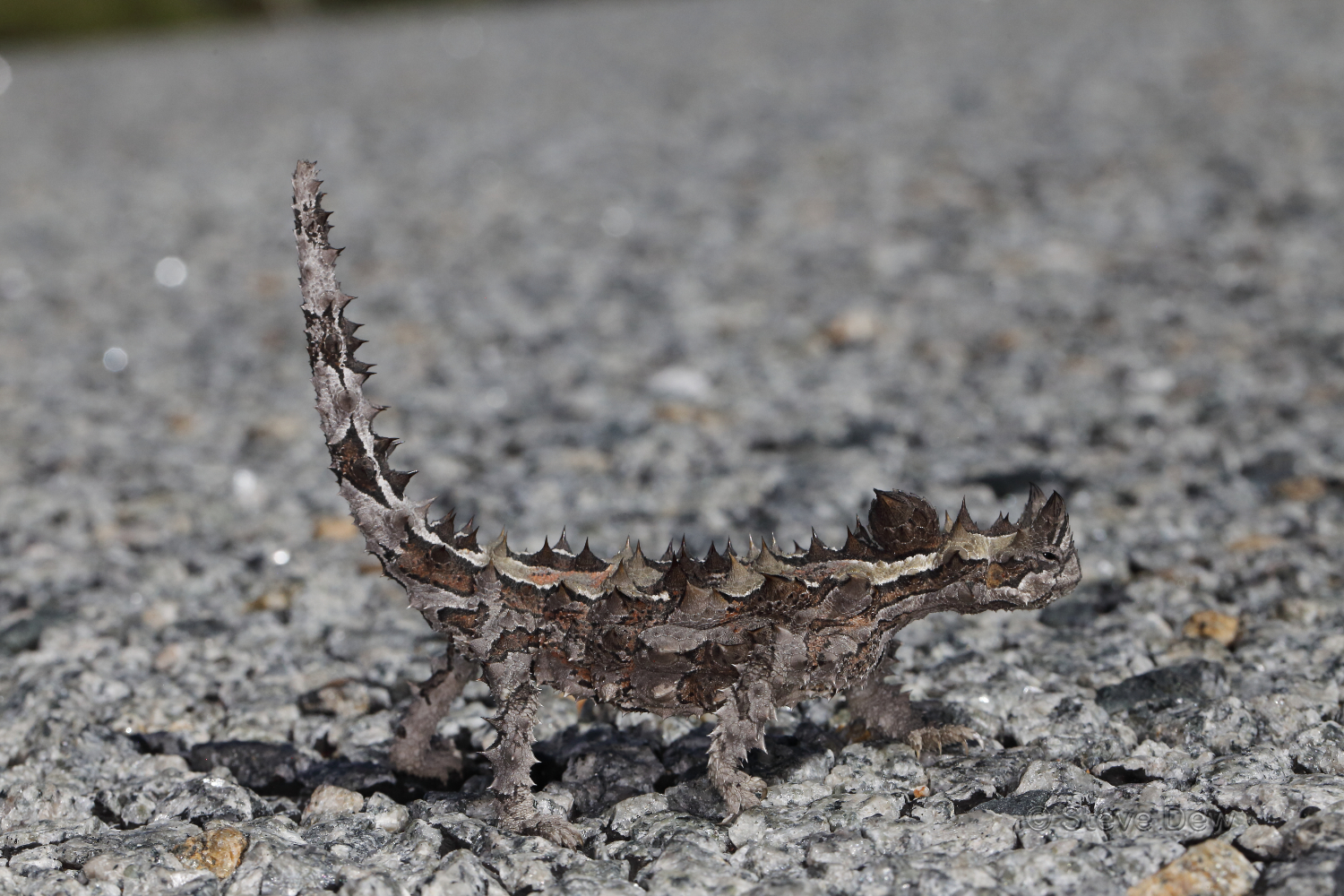 Moloch horridus Gray, 1841