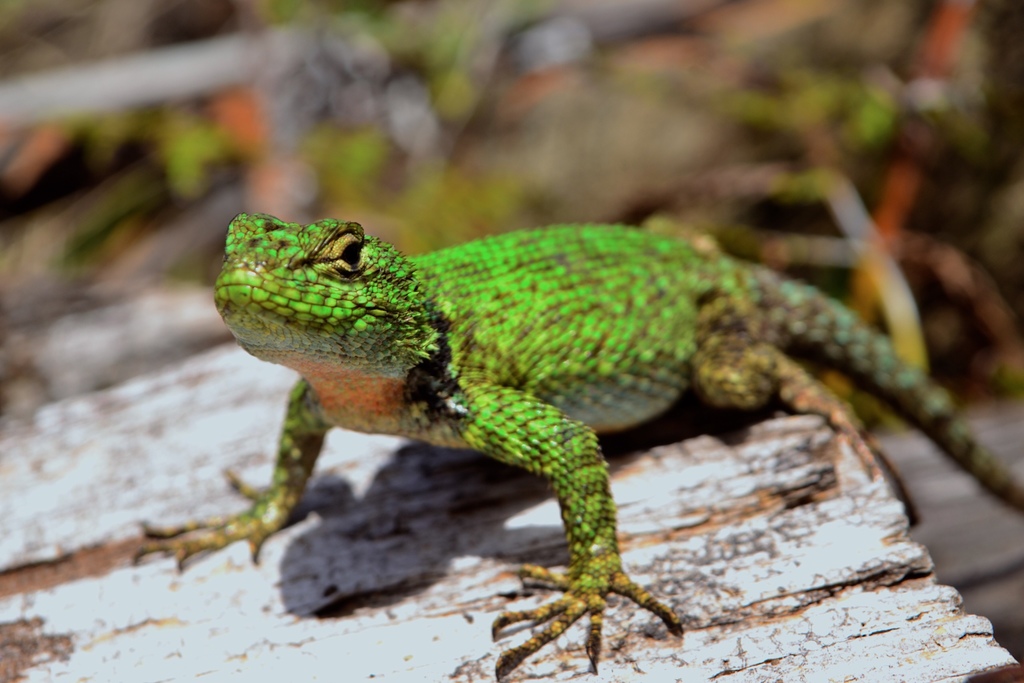 Guatemalan Emerald Spiny Lizard from Avenida Primera P 238, Coapilla ...
