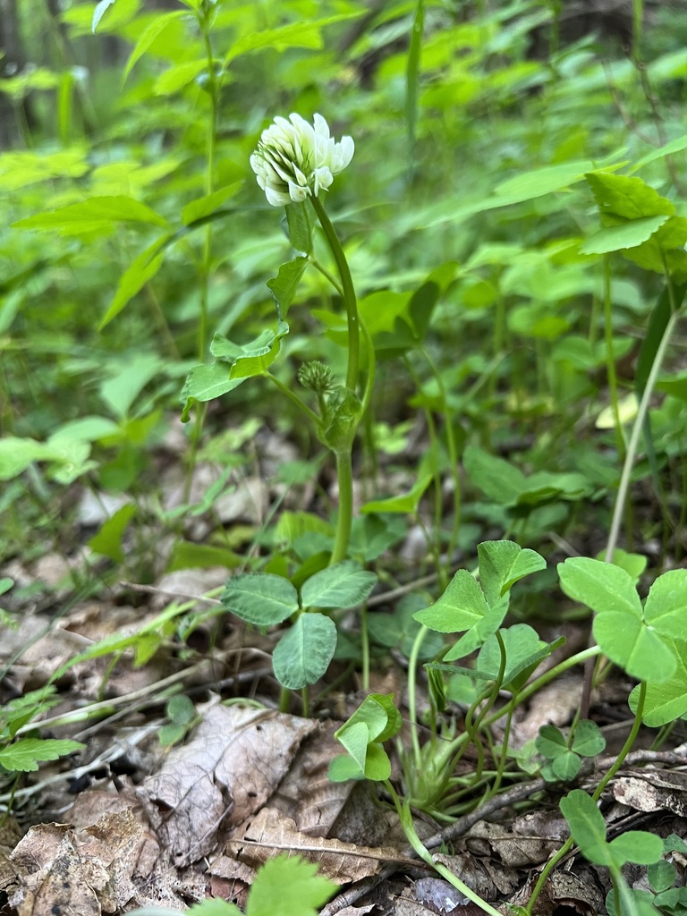 Running Buffalo Clover in May 2023 by rbartgis · iNaturalist