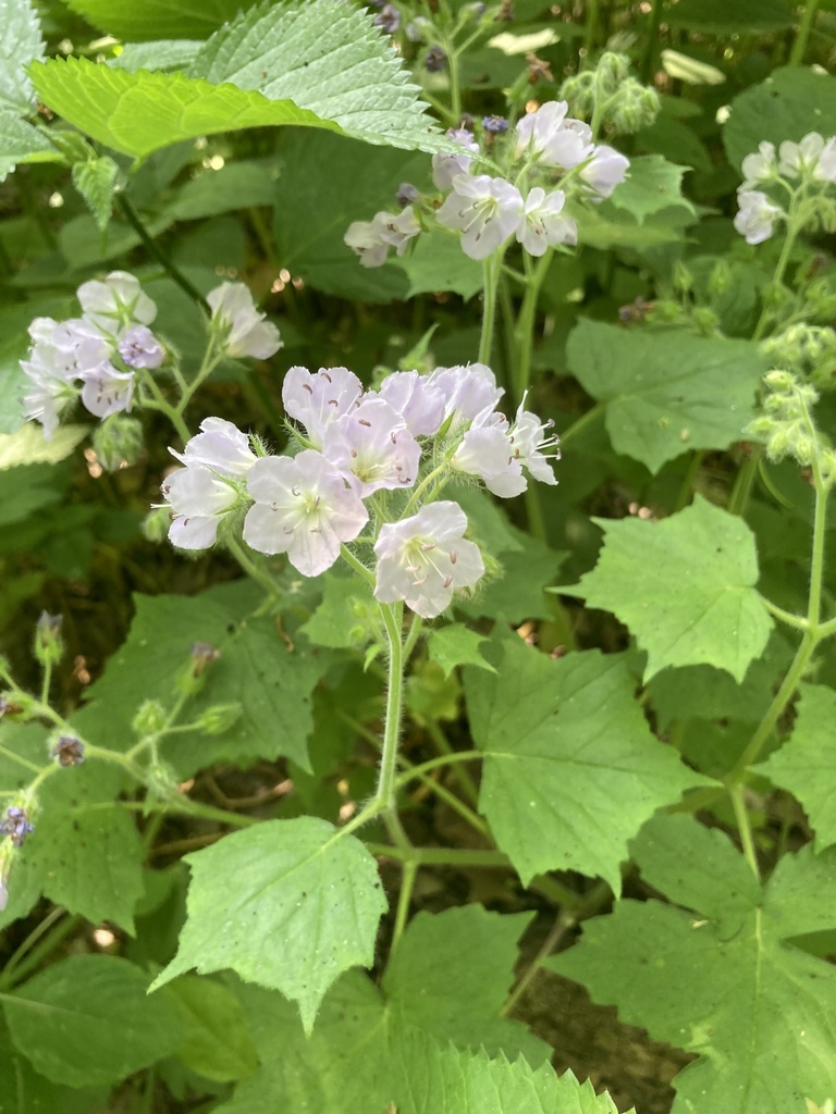 great waterleaf from Swallow Cliff Woods (Cook County Forest Preserve ...
