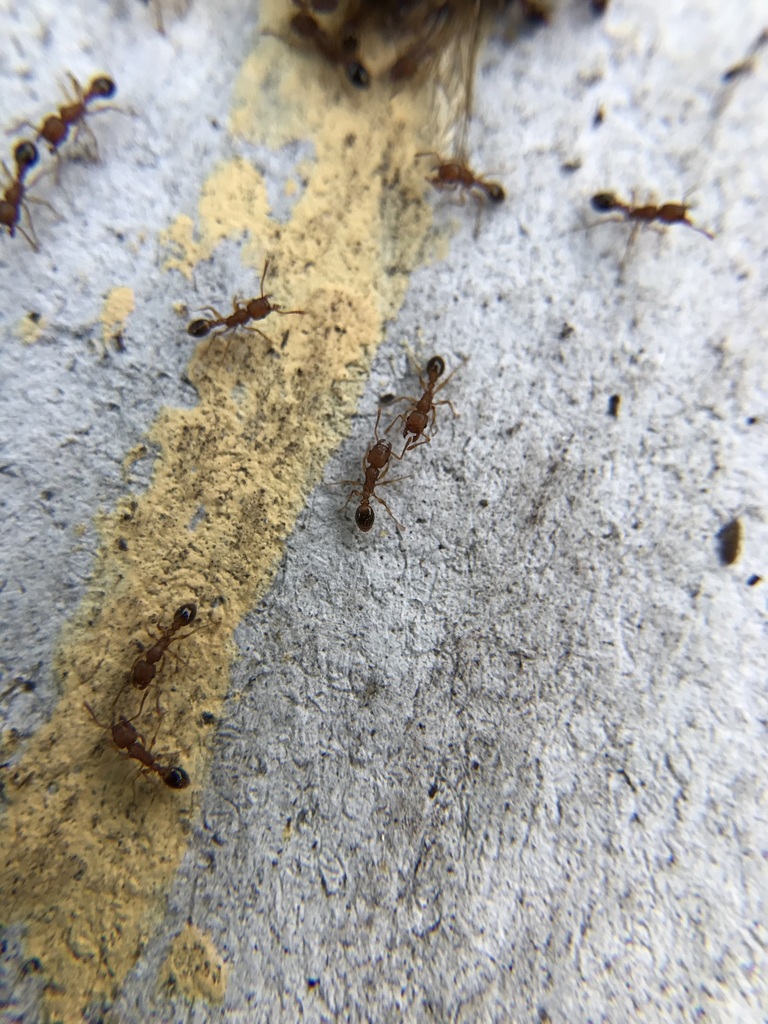 Bicolored Pennant Ant from Georgetown, SC 29440, USA on May 24, 2023 at ...