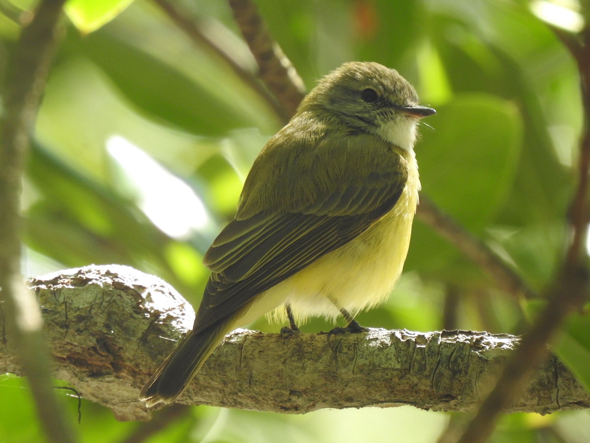 Microeca flavigaster Gould, 1843