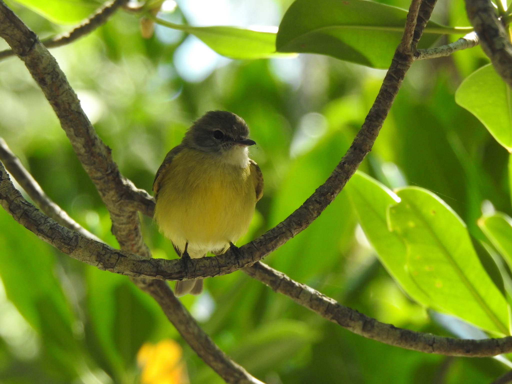 Microeca flavigaster Gould, 1843