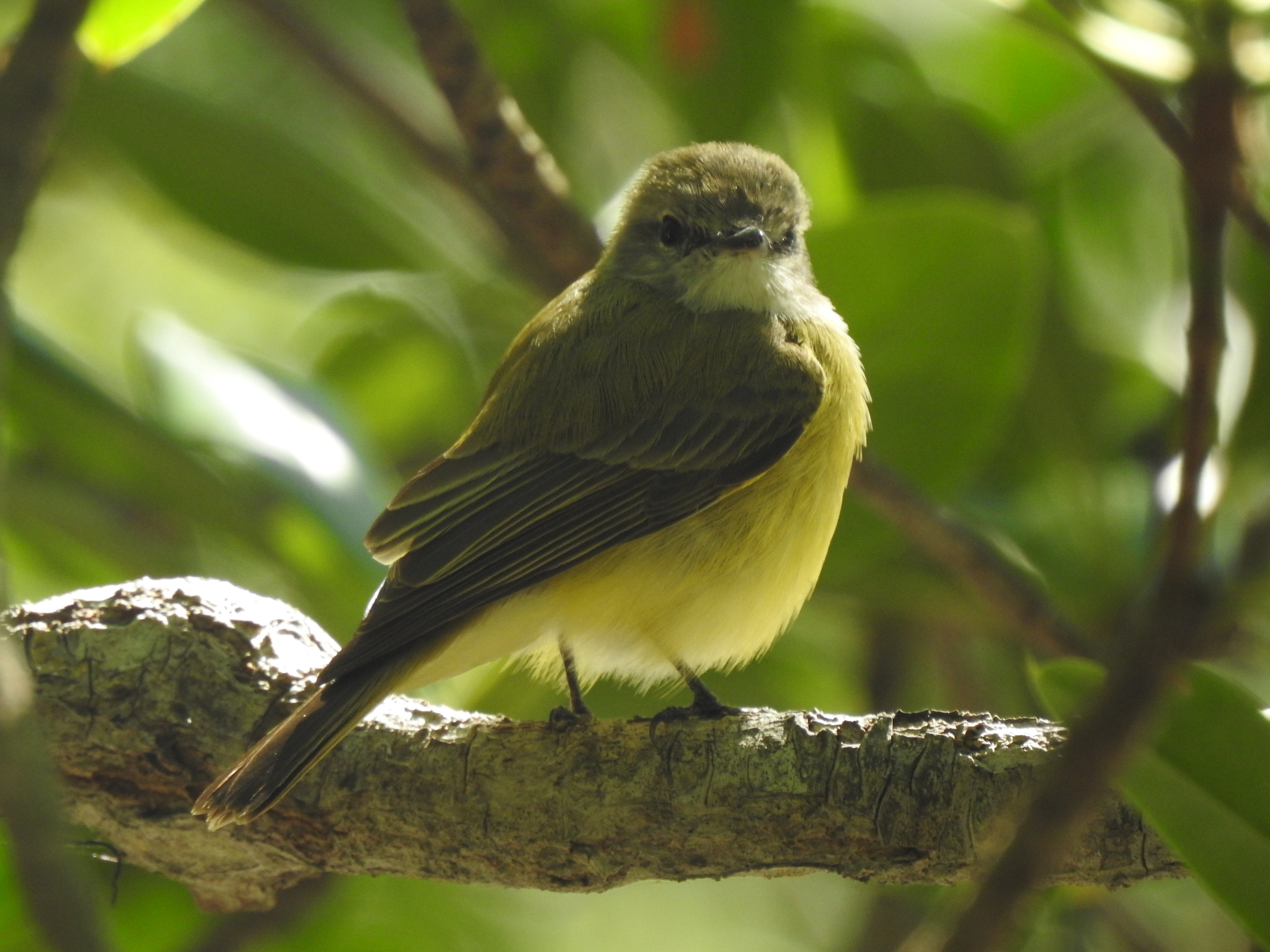 Microeca flavigaster Gould, 1843