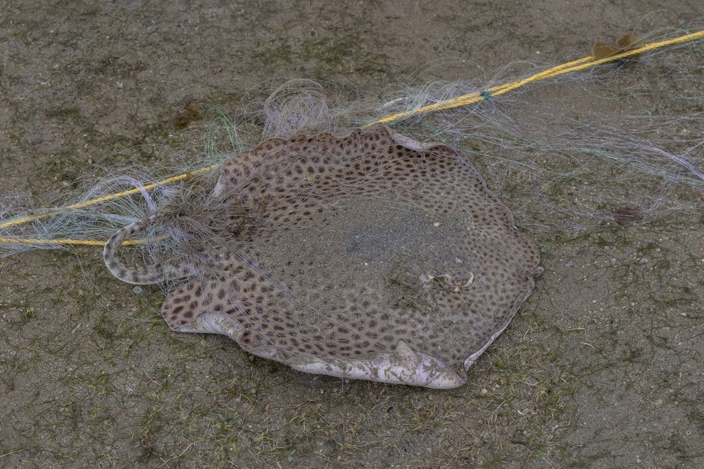 Reticulate Whipray in May 2023 by budak · iNaturalist