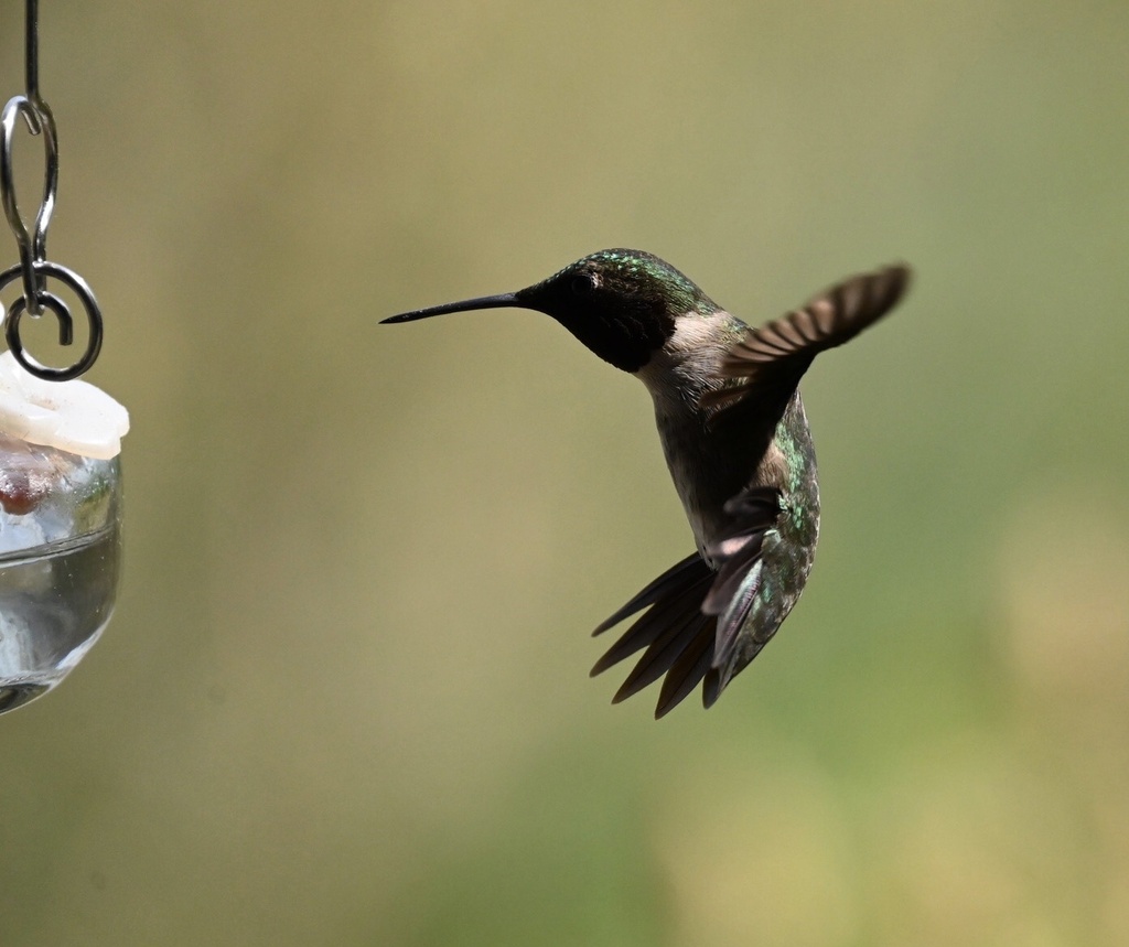 Ruby-throated Hummingbird from Echo Ledge Rd, Woodstock, VT, US on May ...