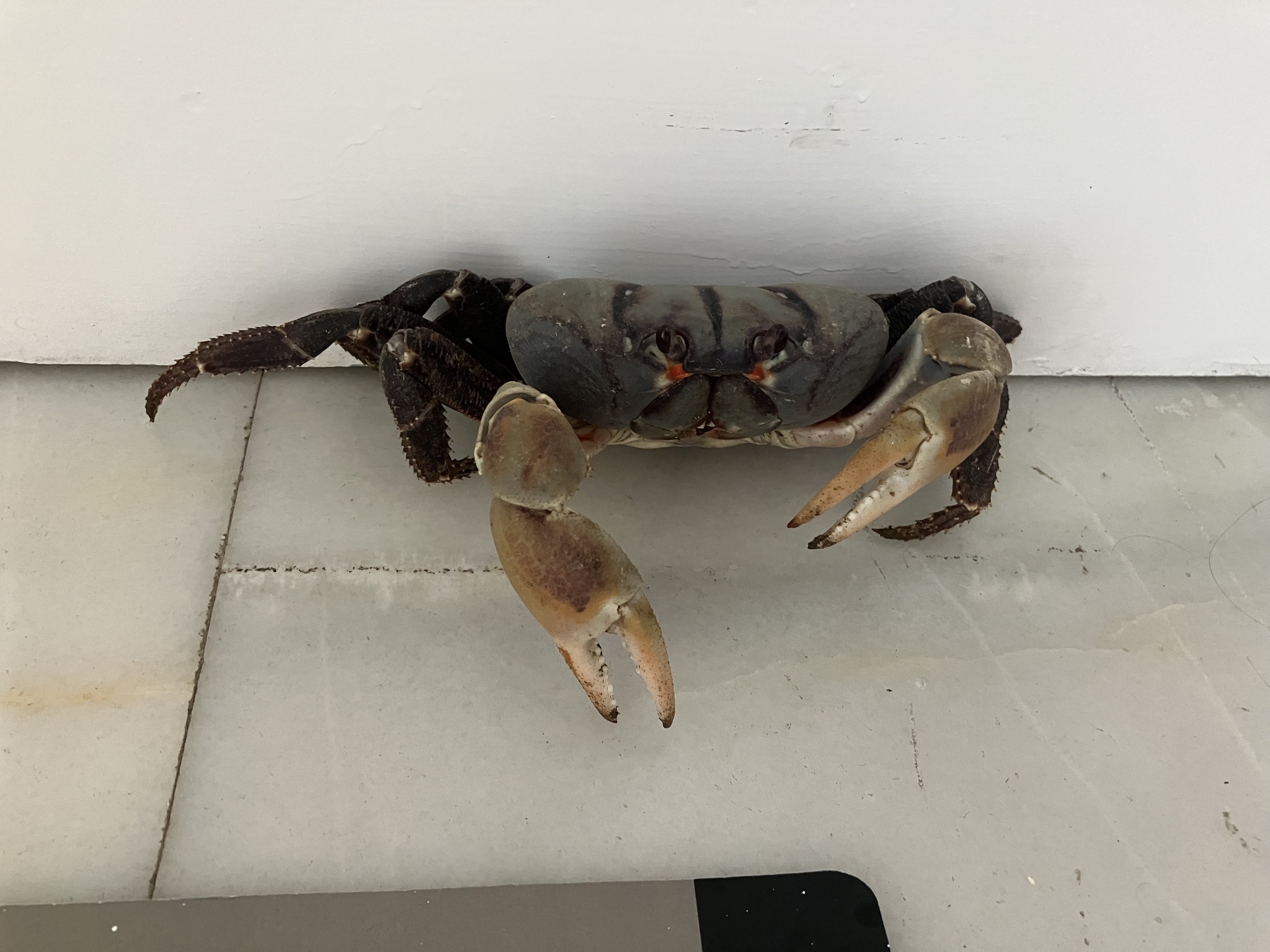 Gecarcinus ruricola (Linnaeus, 1758)