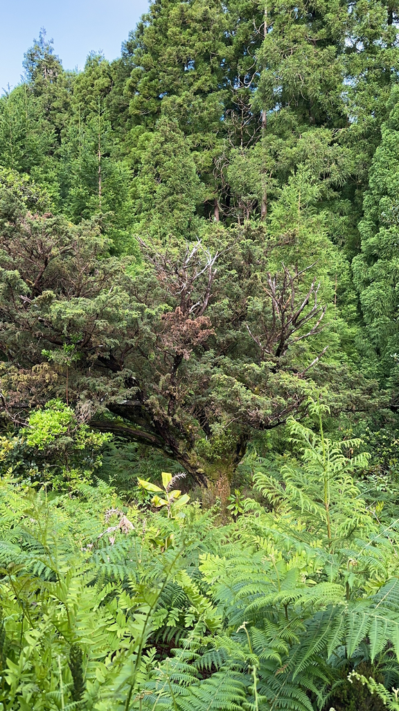 Azores juniper from Nordeste, PT-AC, PT on May 24, 2023 at 06:03 PM by ...