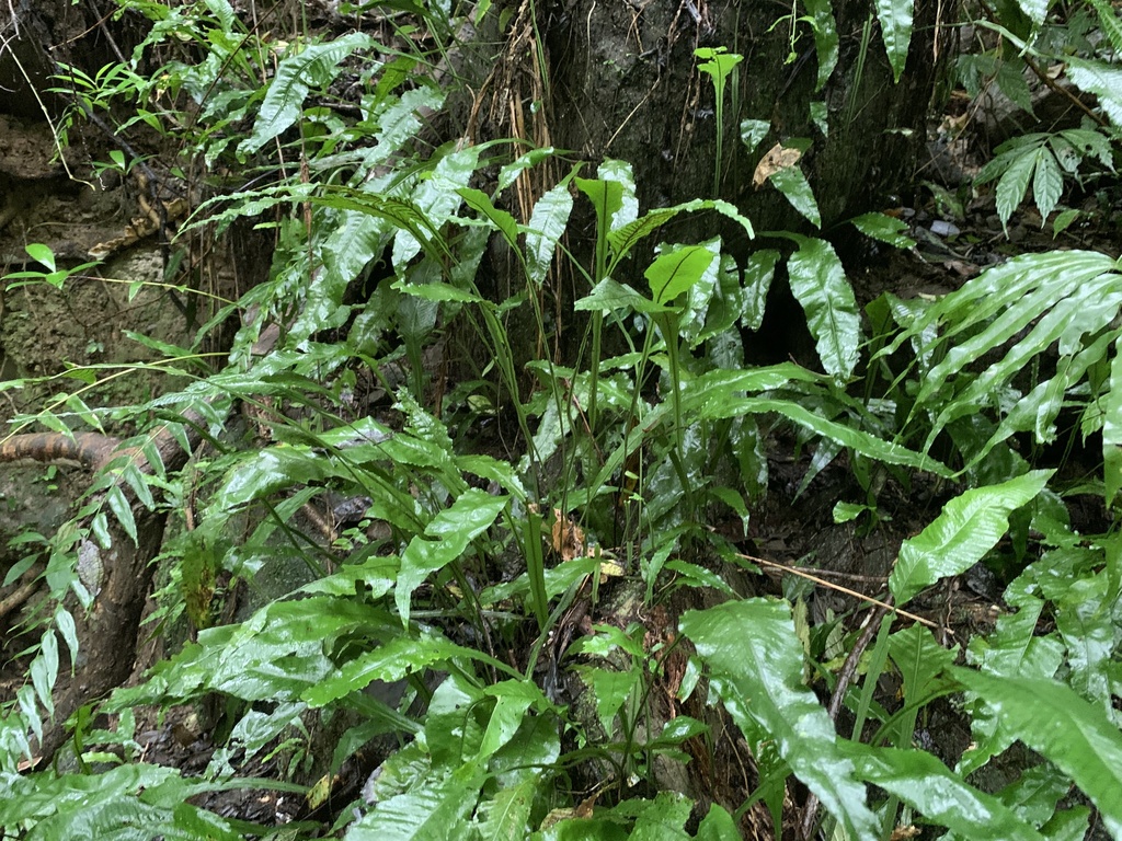 Leptochilus henryi from 長興路, 新店區, TW on May 25, 2023 at 10:00 AM by ...