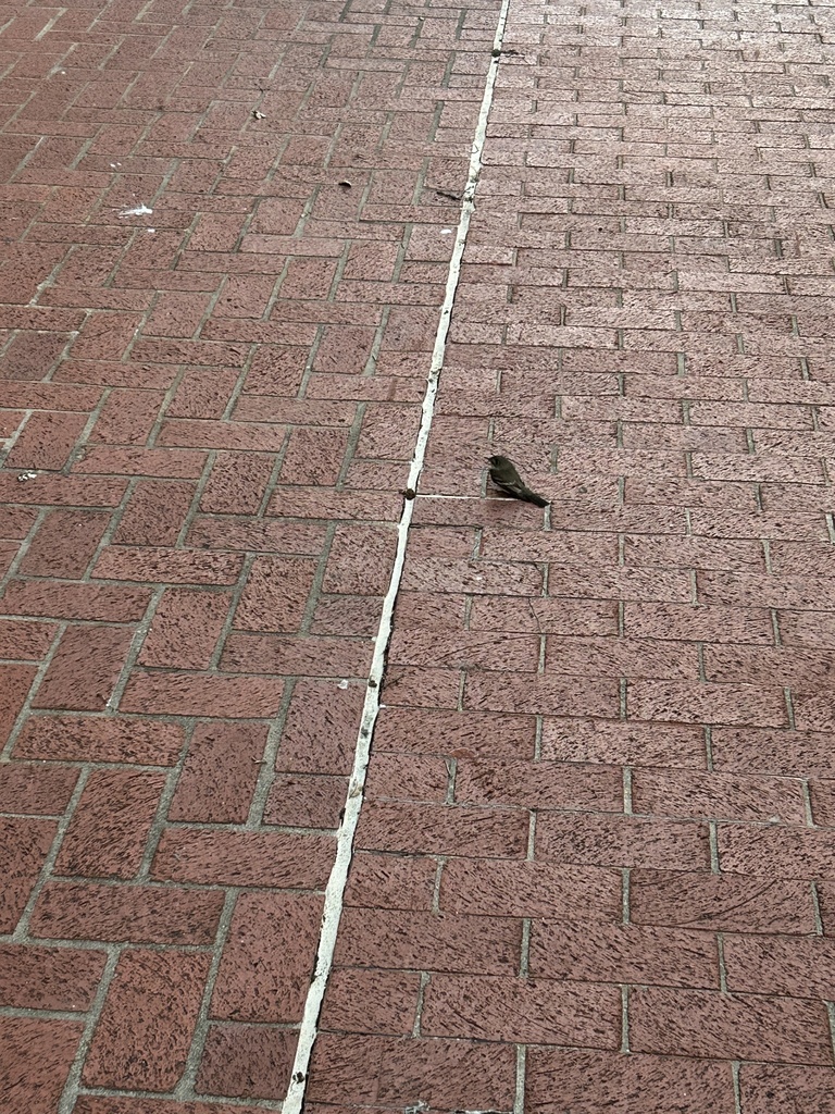 Least Flycatcher from Main St, Fort Worth, TX, US on May 25, 2023 at 06 ...