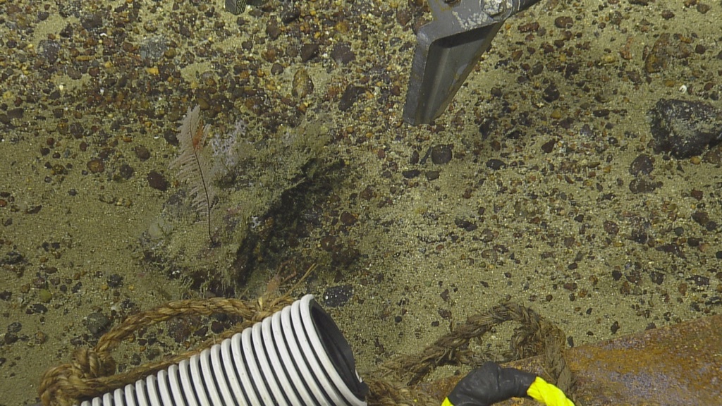 OLD_don't use_Parantipathes sp. (OTU: CA35) (Seamounts of Canada's ...