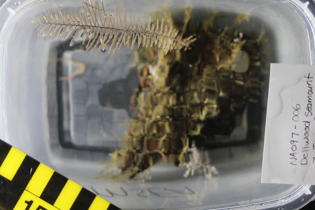 OLD_don't use_Parantipathes sp. (OTU: CA35) (Seamounts of Canada's ...
