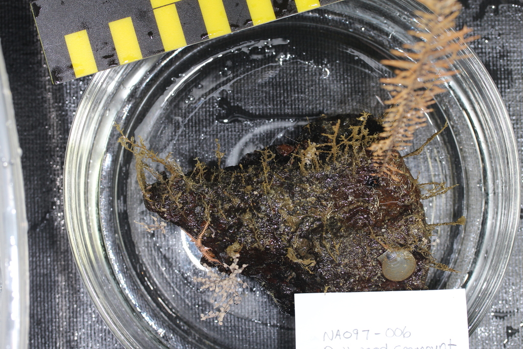 OLD_don't use_Parantipathes sp. (OTU: CA35) (Seamounts of Canada's ...