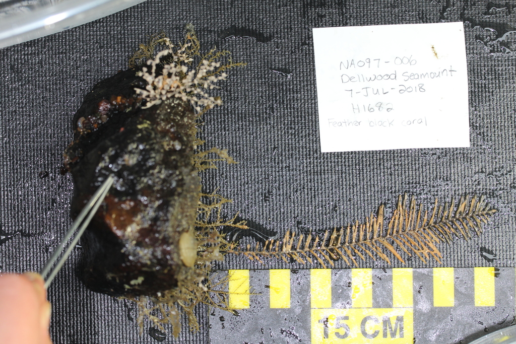 OLD_don't use_Parantipathes sp. (OTU: CA35) (Seamounts of Canada's ...