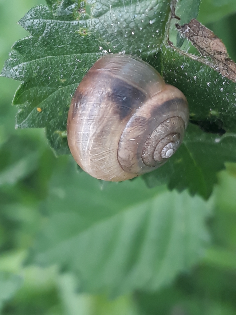 Kentish Snail from Faraday Complex, Uxbridge UB8 3PQ, UK on May 25 ...
