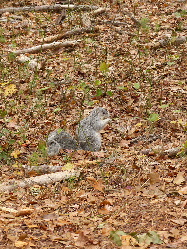 Delmarva Fox Squirrel from Chincoteague Island, VA on November 12, 2018 ...
