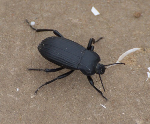 Eleodes pedinoides · iNaturalist