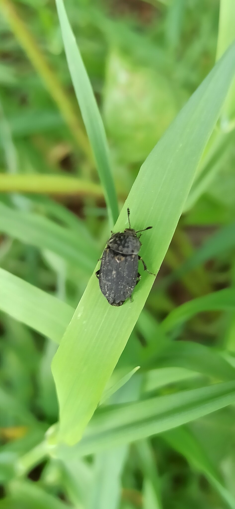 Thanatophilus sinuatus (Fabricius, 1775)