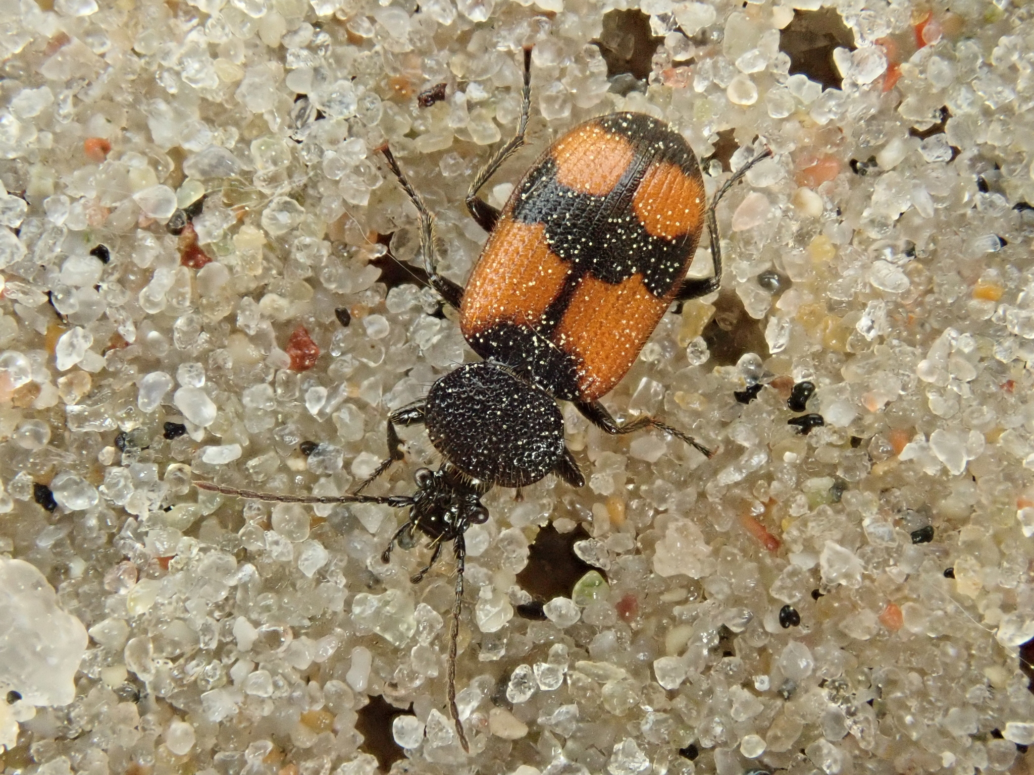Panagaeus Latreille, 1802