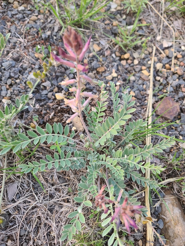 Woolly Locoweed from Cimarron County, OK, USA on May 19, 2023 at 07:33 ...
