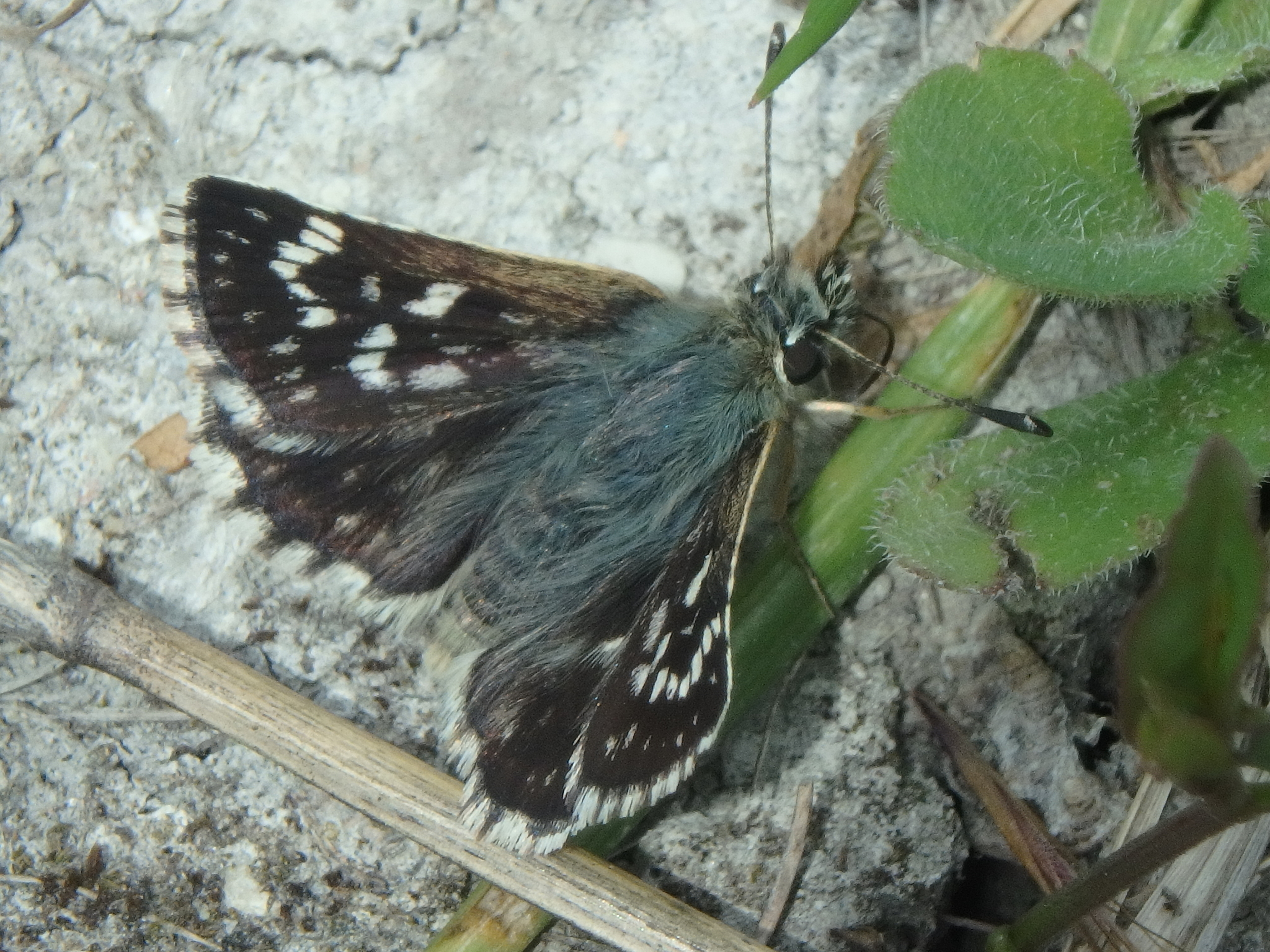 Spialia orbifer (Hübner, 1823)