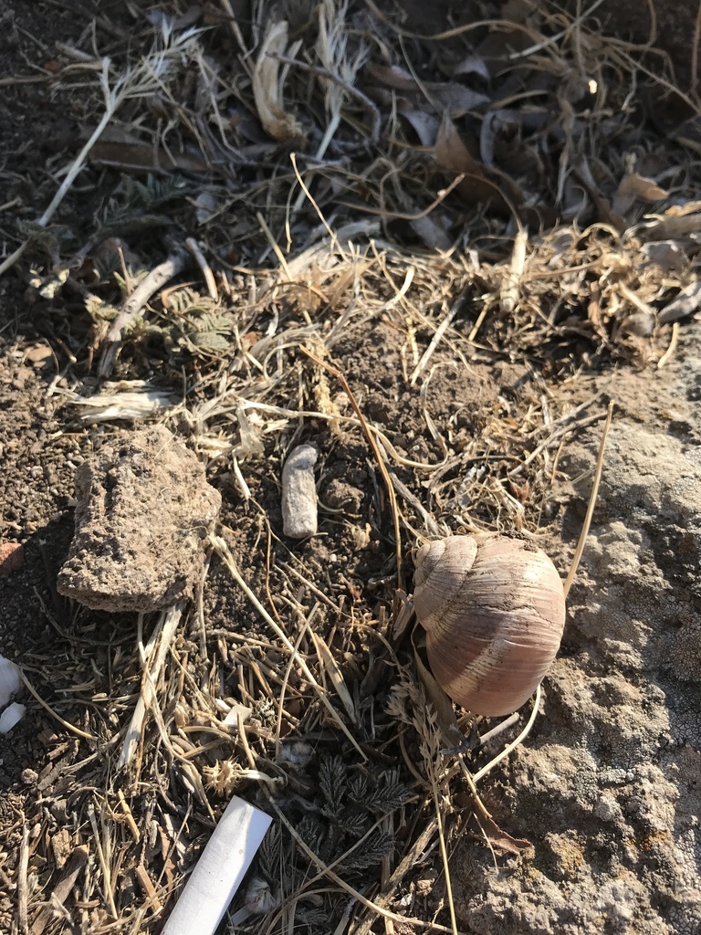 Girdled Snail from Behram, 17860 Behram Köyü/Ayvacık/Çanakkale, Turkey ...