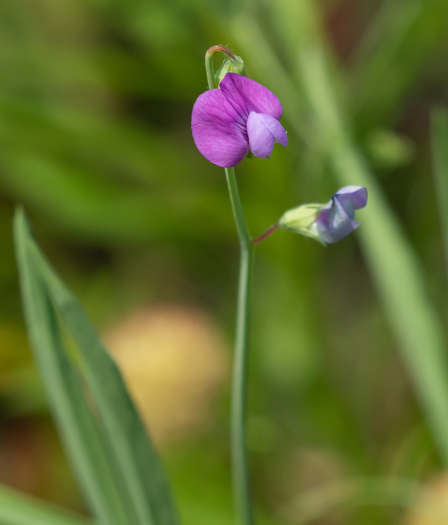 Hairy Vetchling from Waco, TX, USA on May 23, 2023 at 12:18 PM by John ...