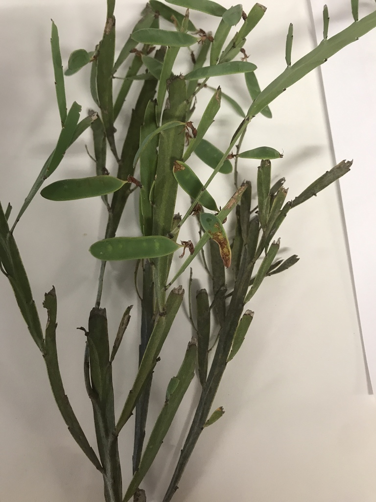Murrumbidgee Bossiaea (Bossiaea grayi) - Botanical Realm