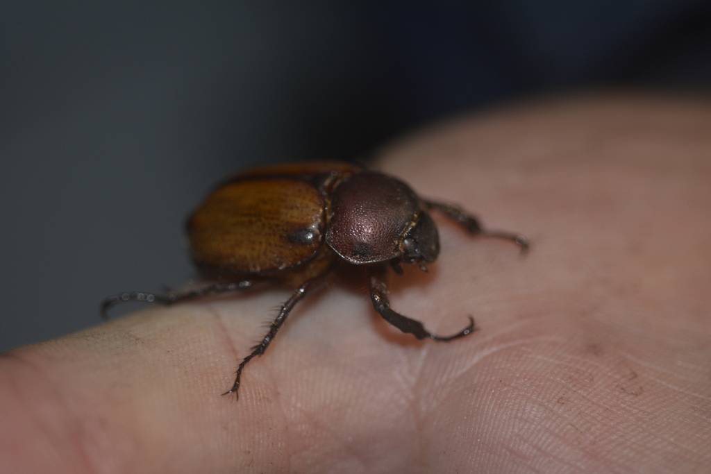 Agaocephala inermicollis from Quebrada de los Cuervos, Departamento de ...