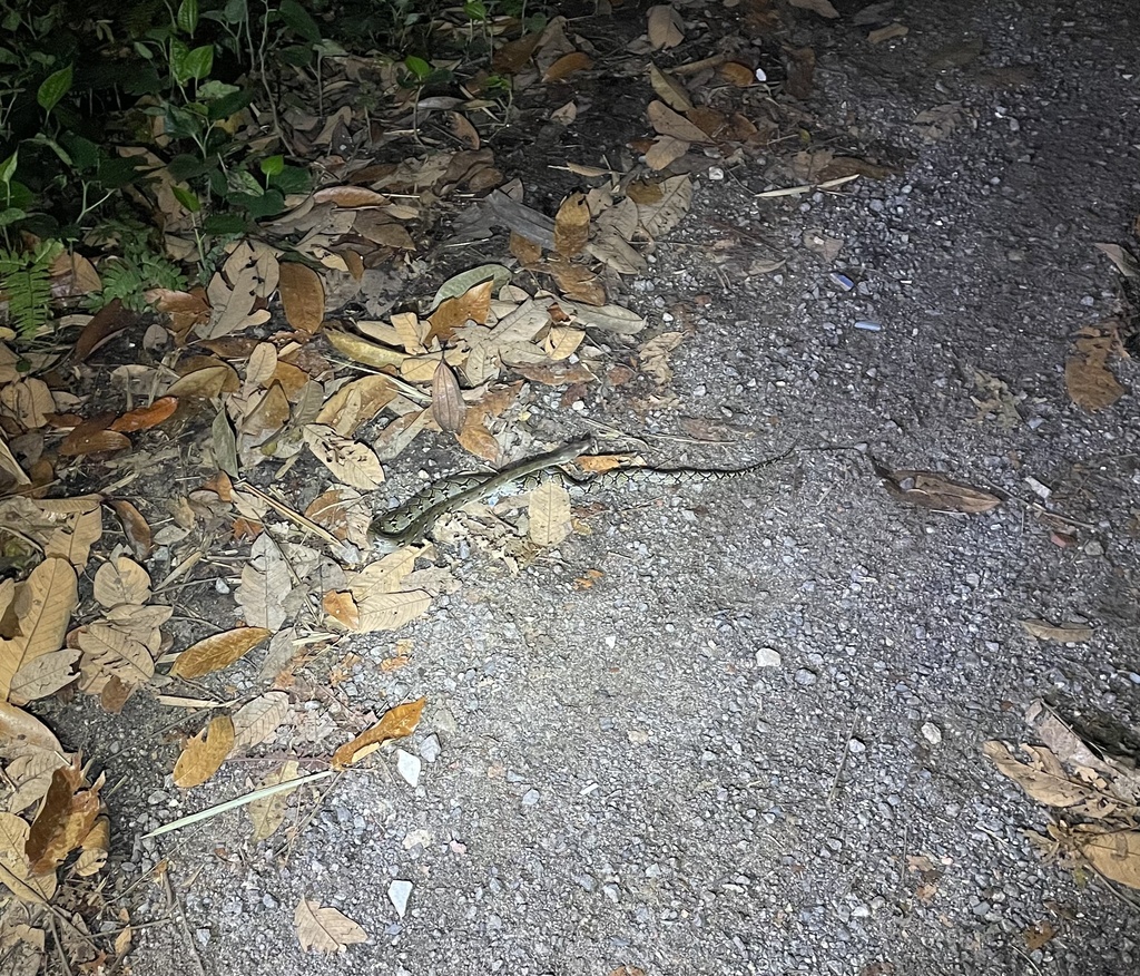 Reticulated Python from Singapore Island, SG on May 25, 2023 at 09:56 ...
