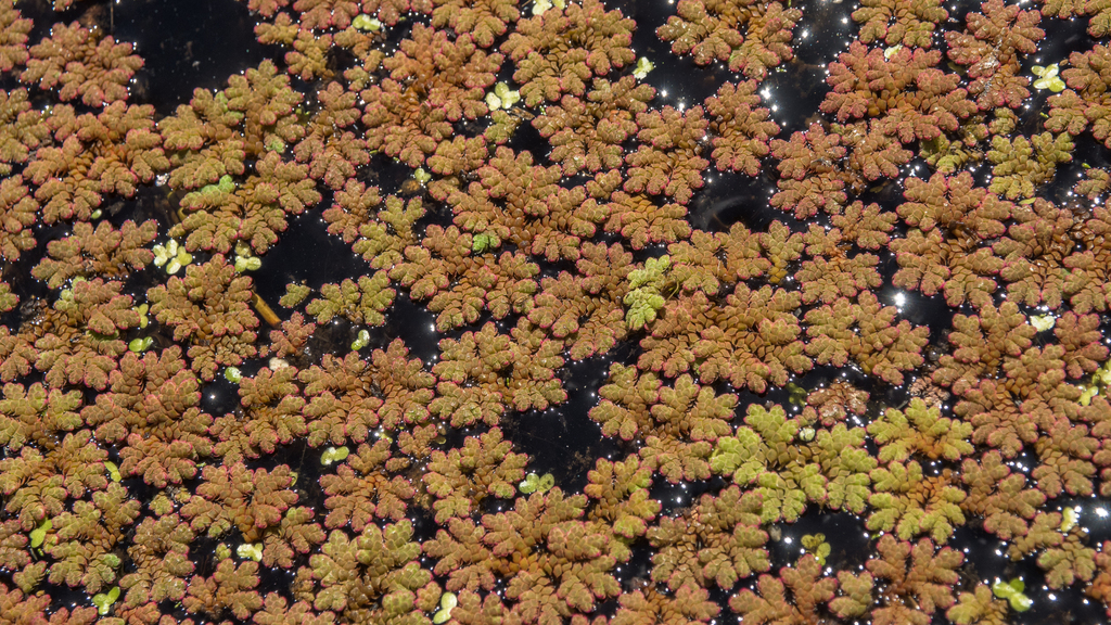 Red Azolla (Azolla rubra) - Botanical Realm