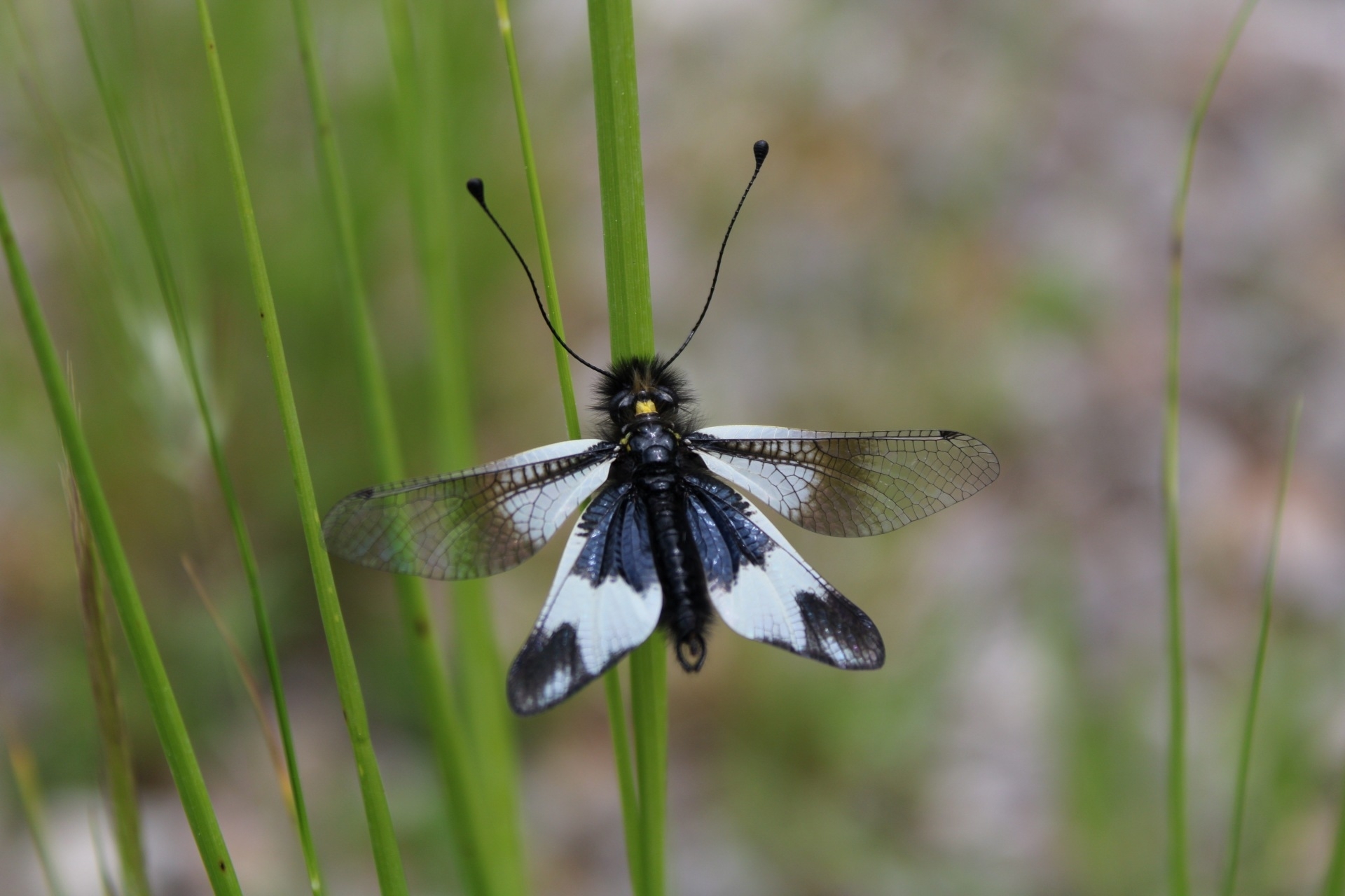Libelloides lacteus (Brullé, 1832)