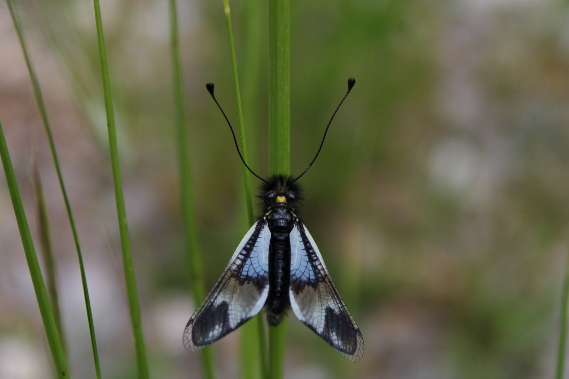 Libelloides lacteus (Brullé, 1832)